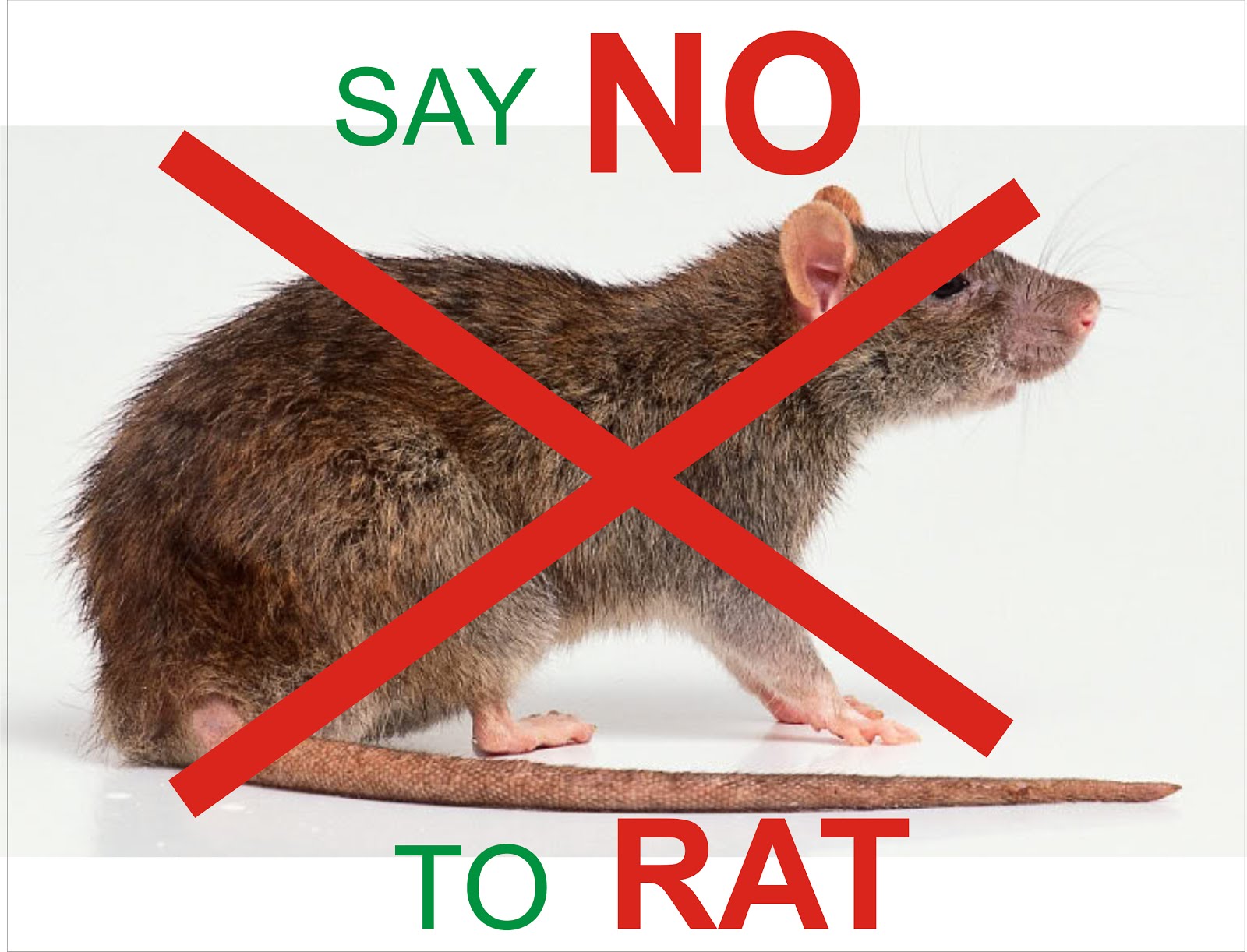 Lassa Fever Kills 2 Doctors In Ebonyi State Cleaneatng