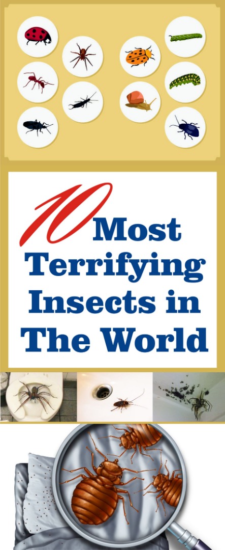 10 Most Terrifying Insects In The World - CLEANEAT.NG